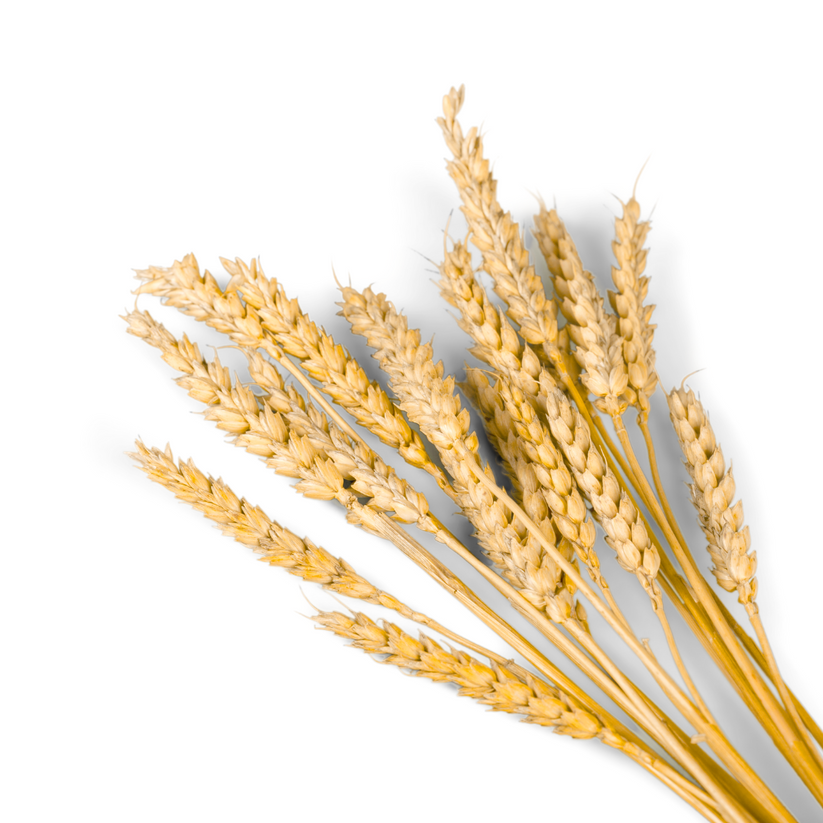 Wheat Germ Wax CO₂ Extract – Unrefined Semi-Solid Wax Fraction | Tabia ...